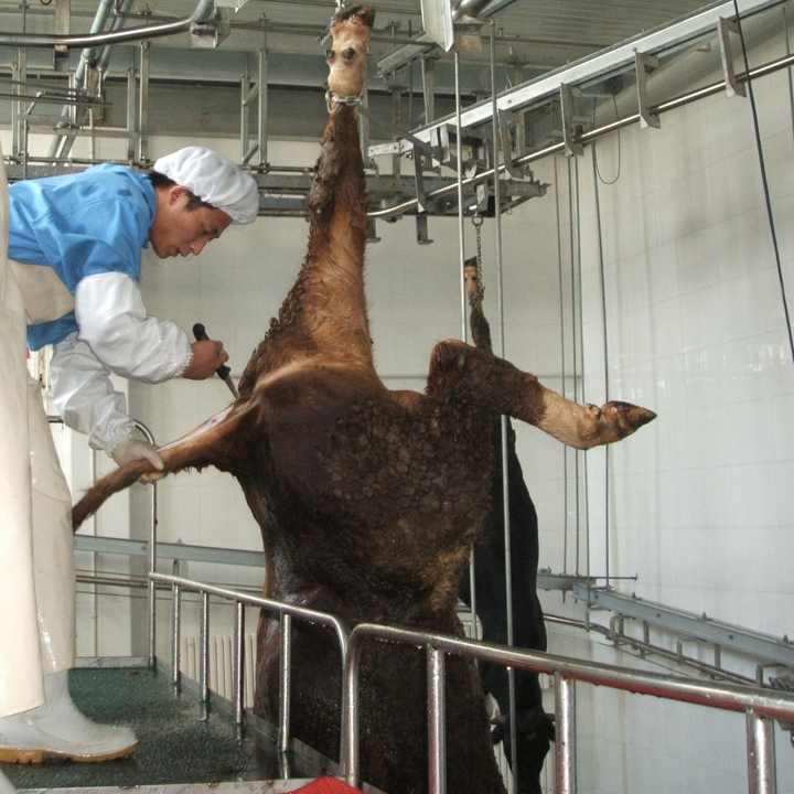 Premium Quality Beef Slaughter Line Cattle Slaughter Machine for ...