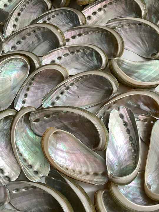 Vietnamese Natural Crafts Abalone Shell From Vietnam Best Price ...
