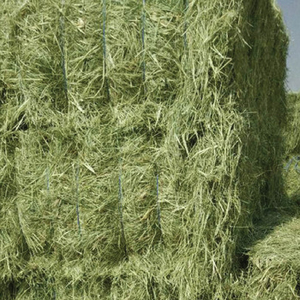 Rhodes Grass Hay - High Quality Animal Feed for Cattle