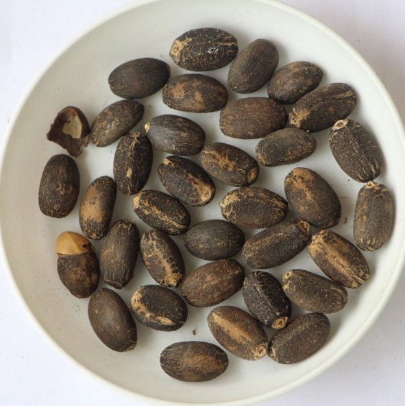 How to Choose the Best Red Jatropha Dry Leaf for Your Needs