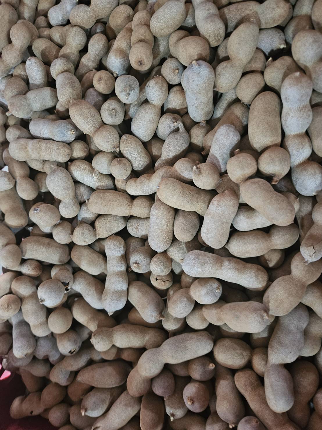 How to Choose Fresh Tamarind: A Complete Buying Guide