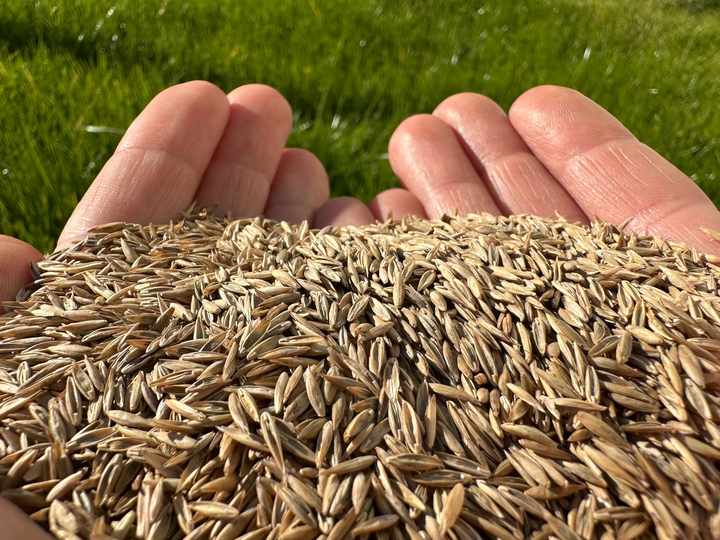 Premium Tall Fescue Grass Seed . High-quality fast grow Festuca ...