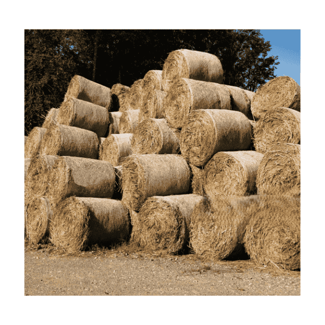 High Fiber High Protein Rhodes Grass Hay Pakistan Double Compressed ...