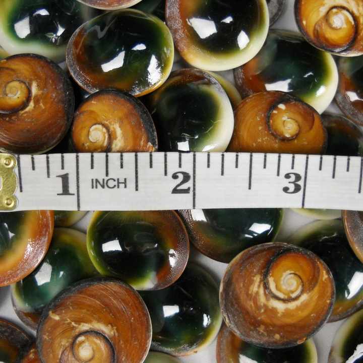 Cats Eye Seashells Natural Sea Shells Ocean Operculum for Home Decor ...