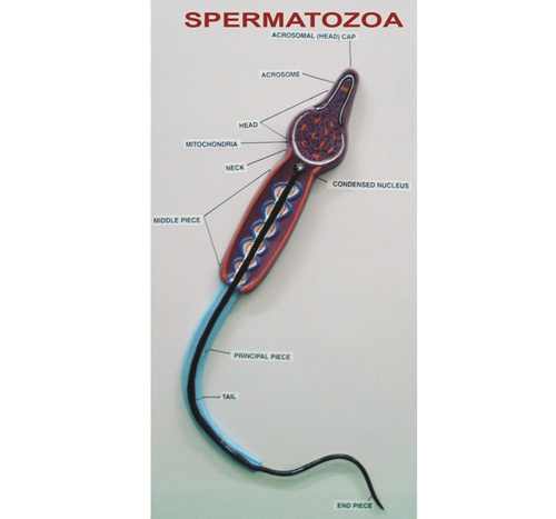 Spermatozoa Model - Detailed Structure of a Human Sperm Cell