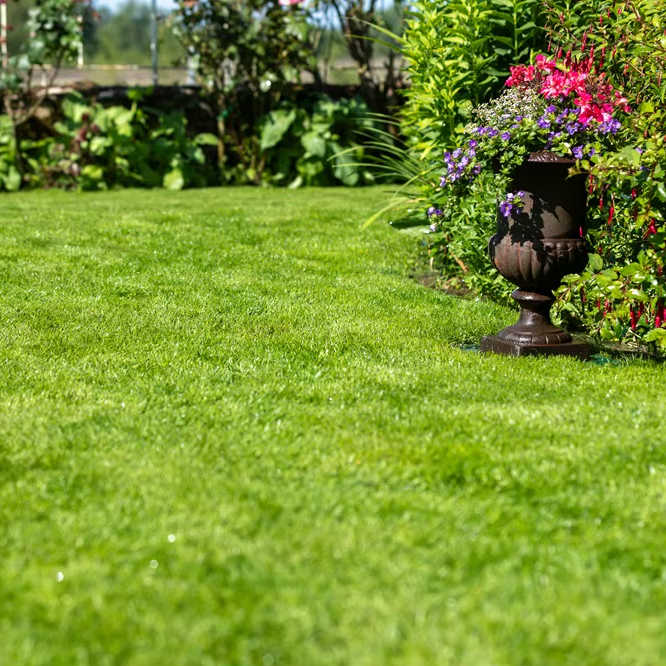 Premium Tall Fescue Grass Seed . High-quality fast grow Festuca ...