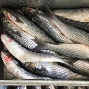 frozen mullet fish fillets, frozen mullet fish fillets Suppliers and ...