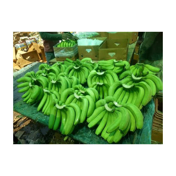 Cavendish Banana - Fresh Green Banana - Fresh Fruit and Vegetables With ...