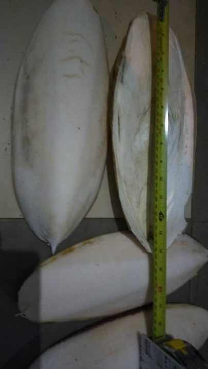 High Quality Cuttlefish Bone Pet Supplies Pet Food Calcium for Birds ...