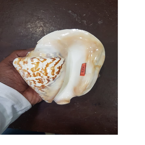 Wholesale large conch shells For A Touch Of Nature In Your House ...