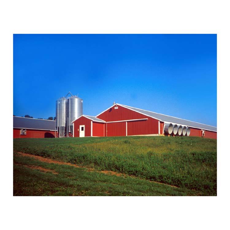 Prefabricated Steel Structure Layer Egg Chicken High Quality Free Range ...