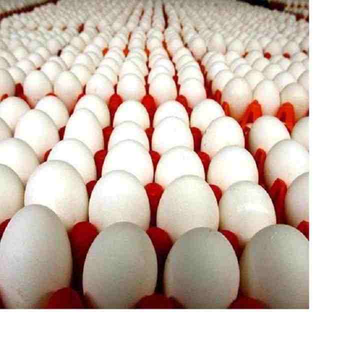 Farm Fresh Chicken Table Eggs Brown and White Shell Chicken Eggs ...