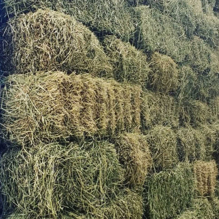 New 2024 Animal Feeding Bales From Pakistan Rhodes Grass Hay Bales ...