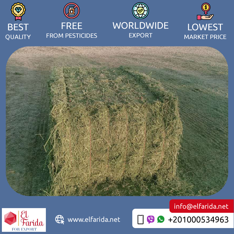 How to Choose the Best Alfalfa Animal Feed for Your Livestock
