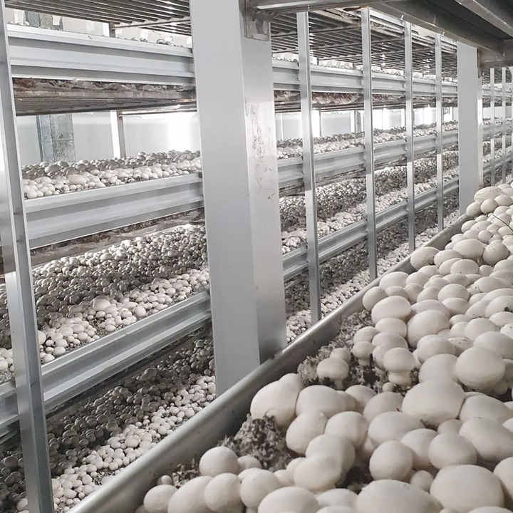 Button Mushroom Farming Equipment - Durable Shelves