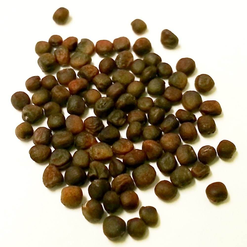 How to Choose the Best Non GMO Vegetable Seeds for Your Garden