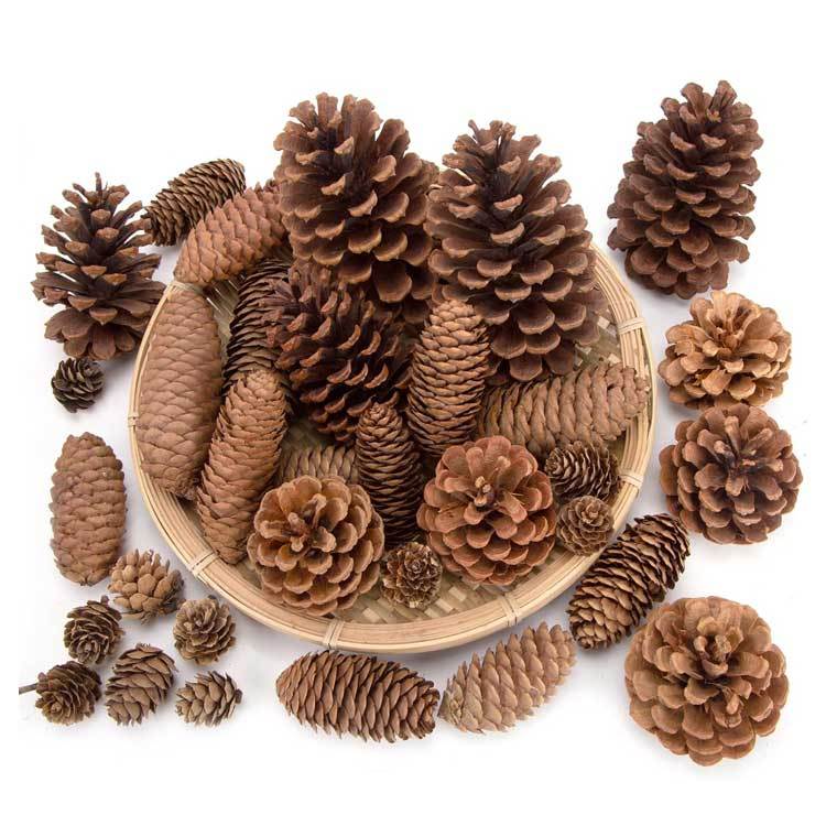 How to Choose Alder Pine Cones: A Complete Buying Guide
