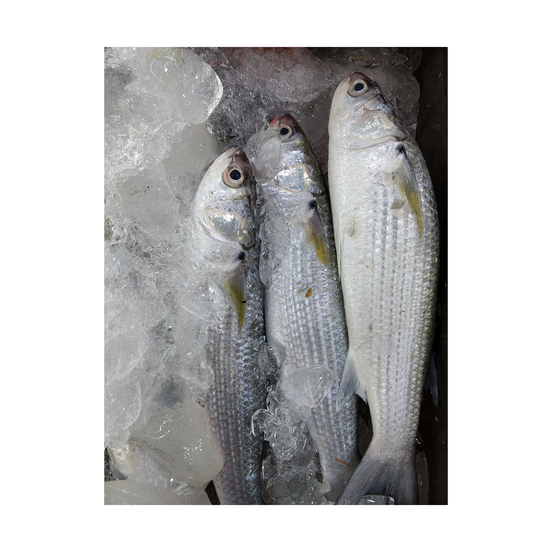 Wholesale Mullet Fish Italian Bottarga Supplier | Alibaba.com