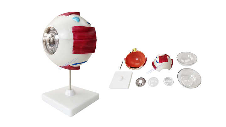 LTB-M1 Ophthalmology Human Eye Enlargement Anatomical Eyeball Model