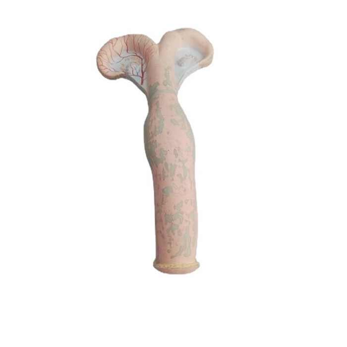 KyrenMed Cow Uterus Anatomical Model Bovine Uterus Model Animal ...