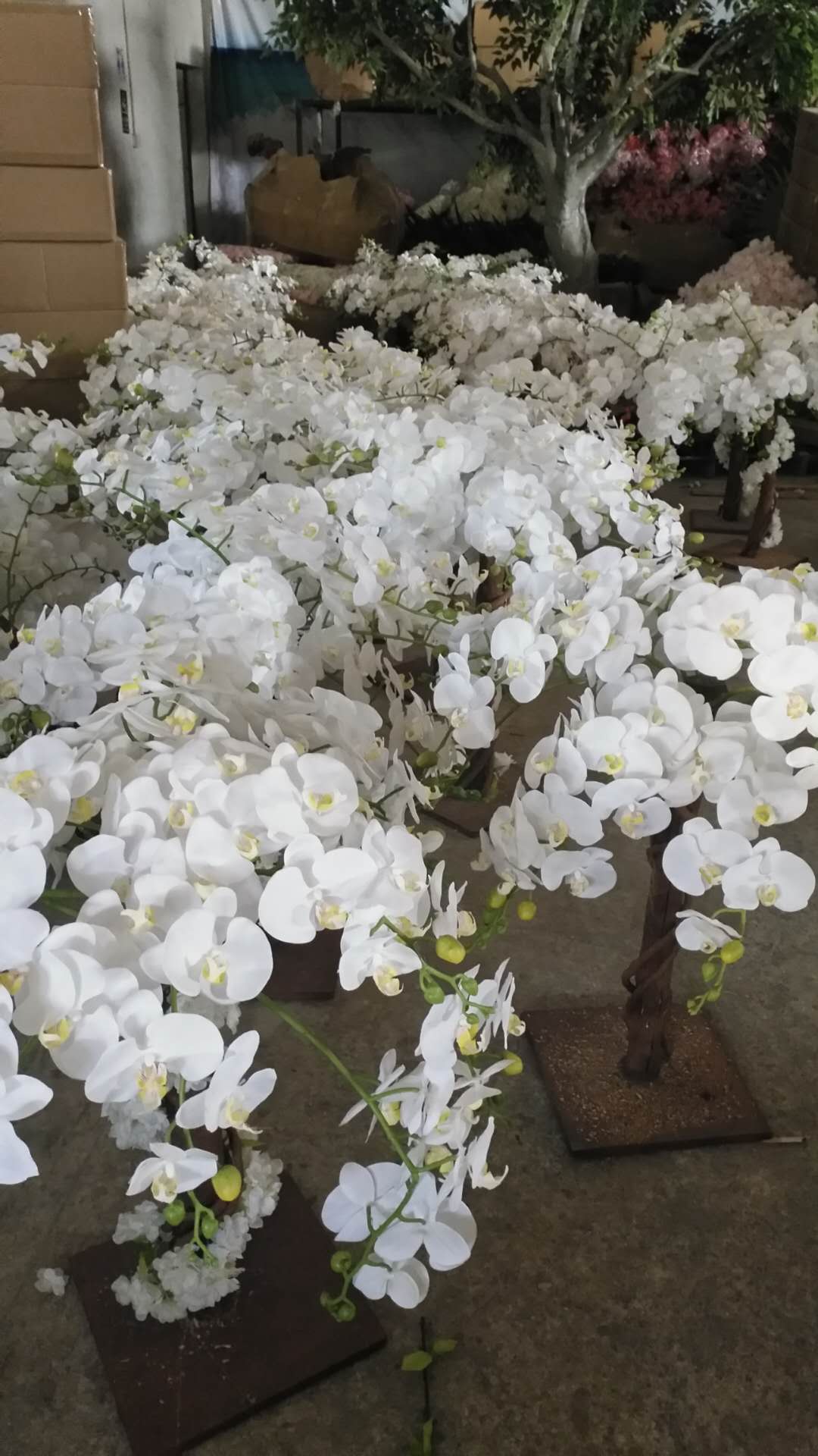 How to Choose the Best Orchid Trees for Your Garden