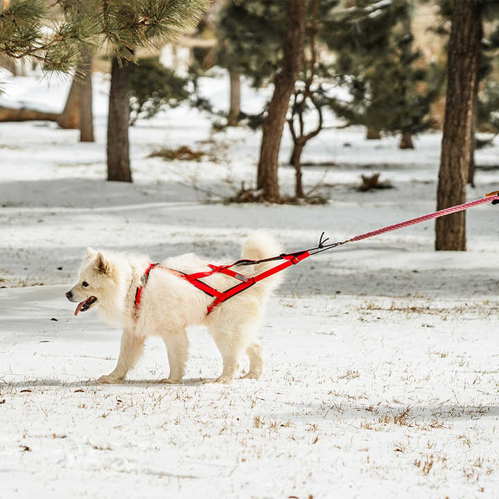 Husky Labrador X-Back Training Harness Big Dog Sport Mushing Reflective ...