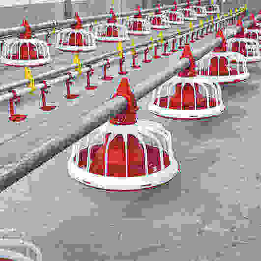 Poultry Automatic Feeding Line - Efficient Farming Solutions