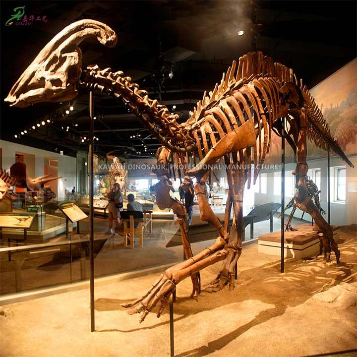 Parasaurolophus Skeleton Parasaurolophus Cyrtocristatus Stock Image