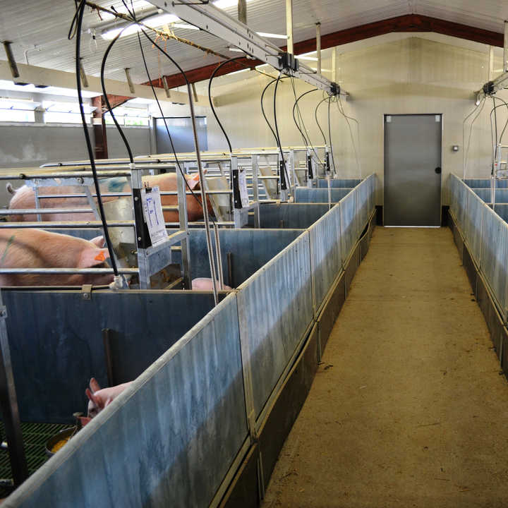 Agricultural Prefabricated Pig Farm House - Durable & Customizable