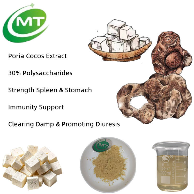 Pure Natural Organic High Quality Poria Mushrooms Extract