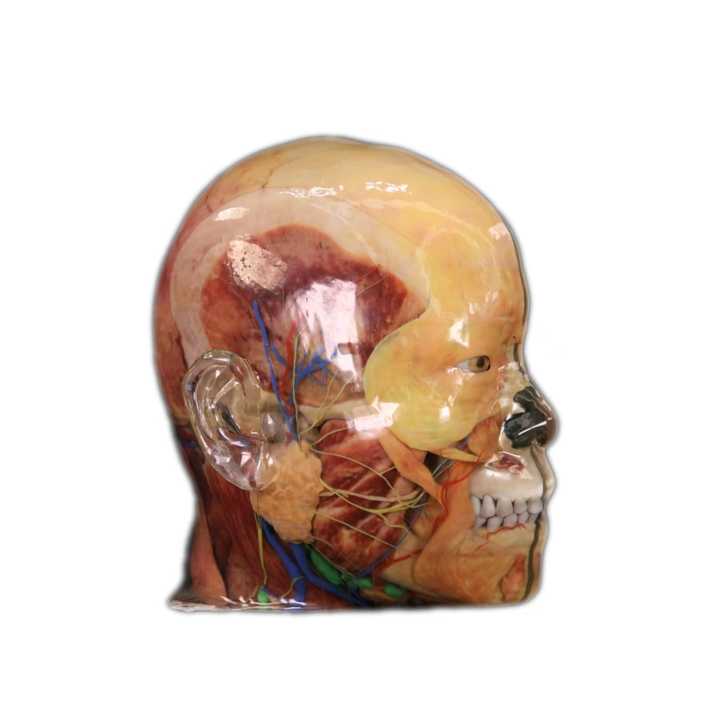Anatomy Teaching Model - Enhance Medical Training with Digihuman