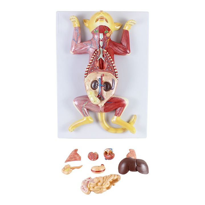 Life-Size Cat Anatomy Model with Musculoskeletal System Visualization ...