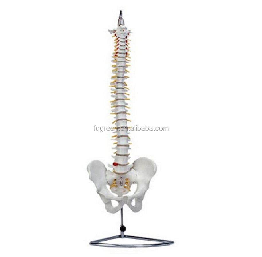 Life Size Human Spine Medical Anatomy Model With Pelvis Flexible Spine ...