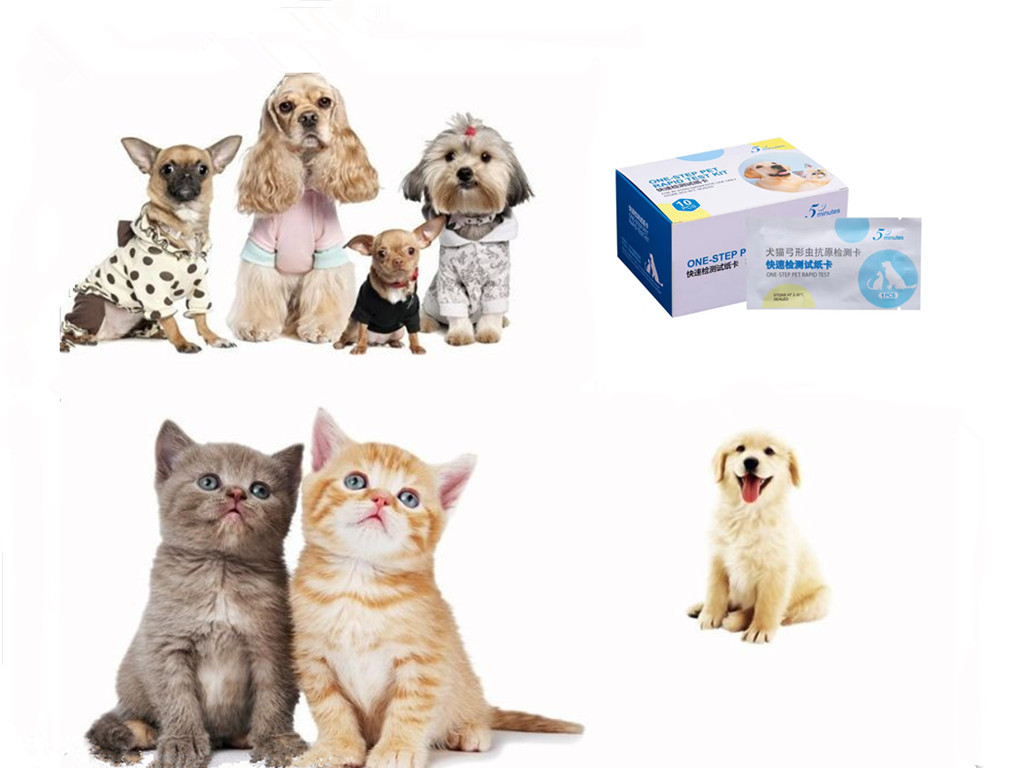 Combined Rapid Test FIV Ab + FeLV Ag - Nanjing Qimai Biotechnology Co ...
