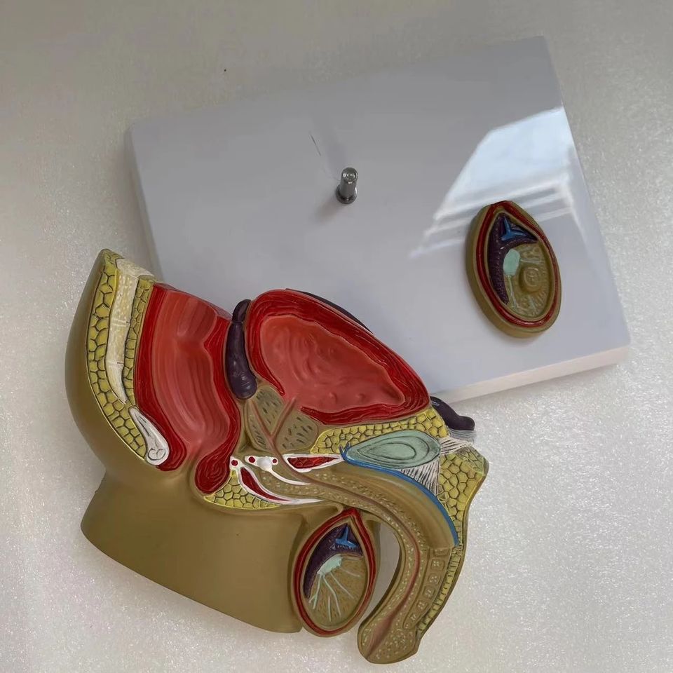 Male Pelvic Sagittal Section - Anatomy Model for Medical Science
