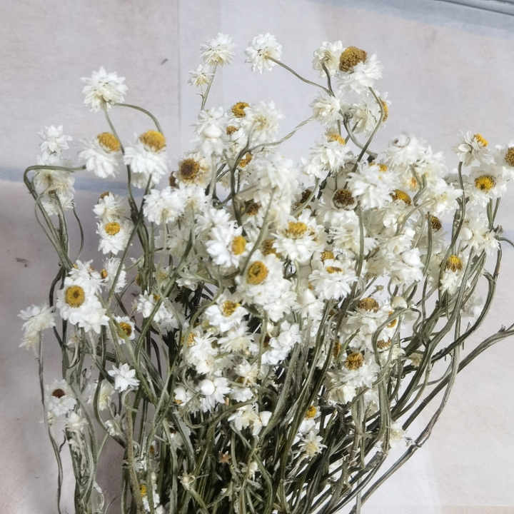 White Daisy Winged Everlasting Plants - Dried Ammobium Alatum