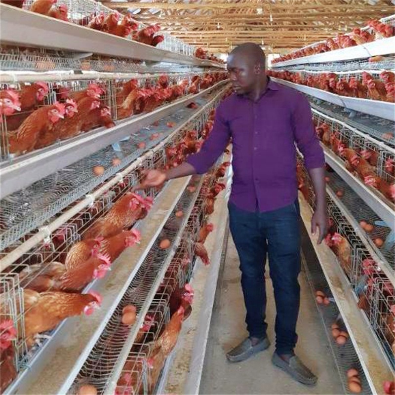 Poultry Farm Layout and Design - Efficient Chicken Cages