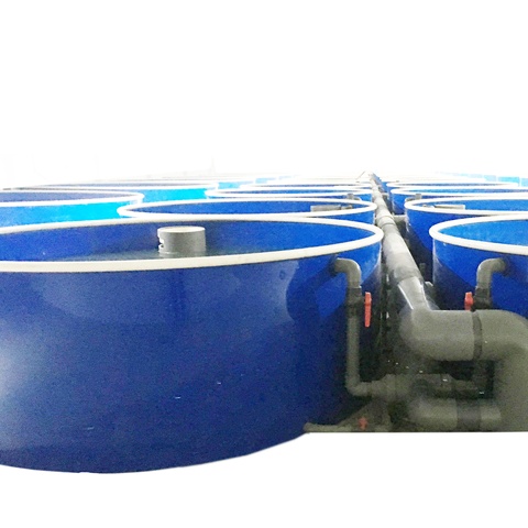 Chlorella, micro algae,algae culture, algae culture system for indoor ...