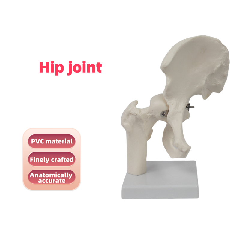 Human Hip Joint Model Anatomical Teaching Skeleton Model Anatomical Hip ...