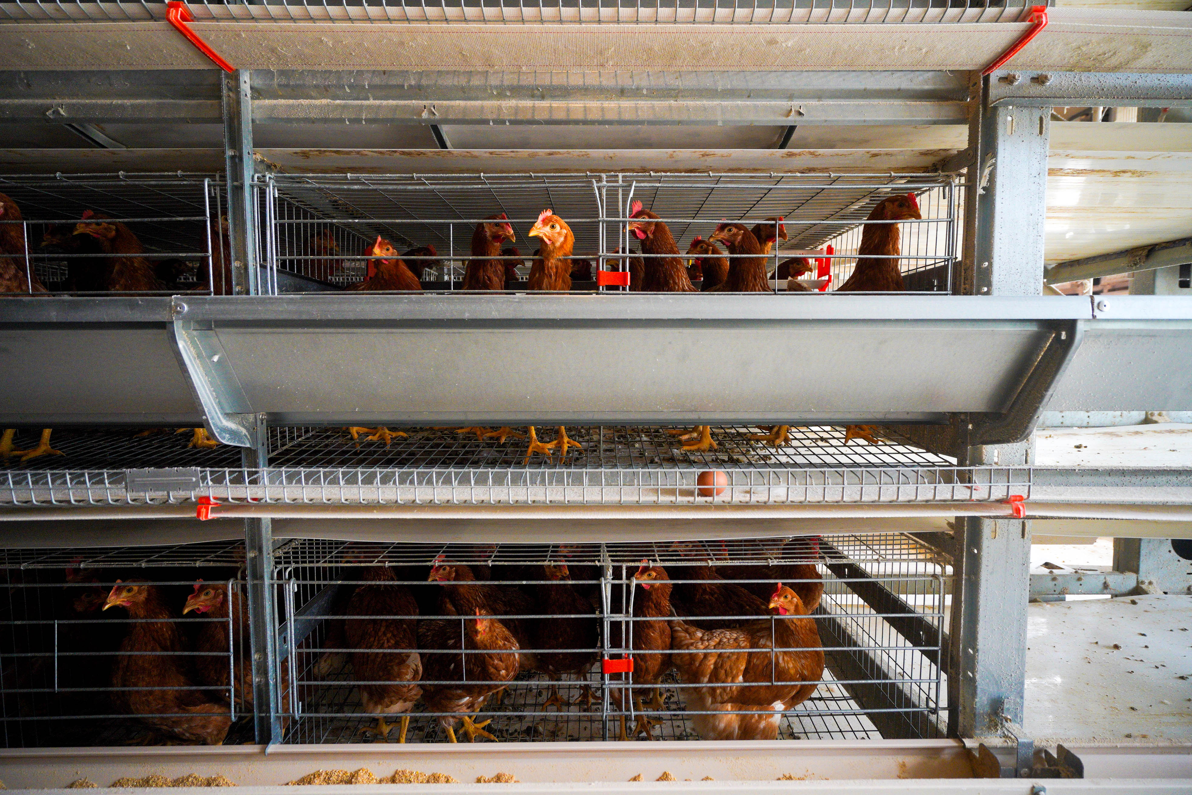 How to Choose the Best Layer Cage H Type for Your Poultry Farm
