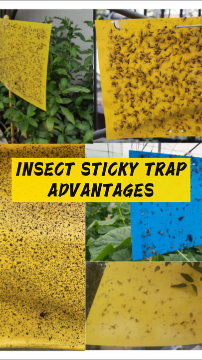 Degradable Yellow Sticky Traps for Thrips Control