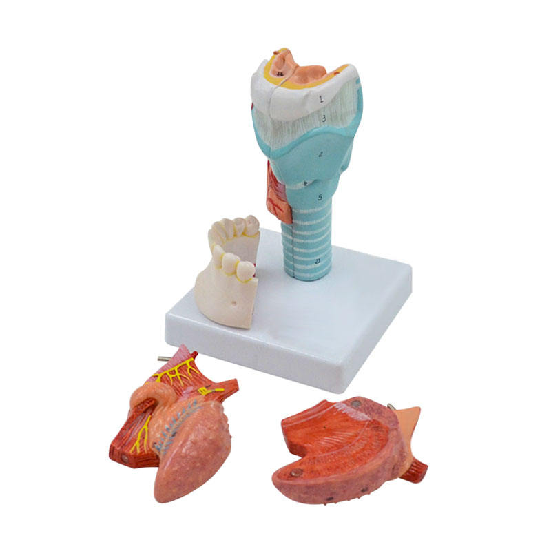 Human Throat Anatomical Model Larynx Anatomy Model With Tongue and ...