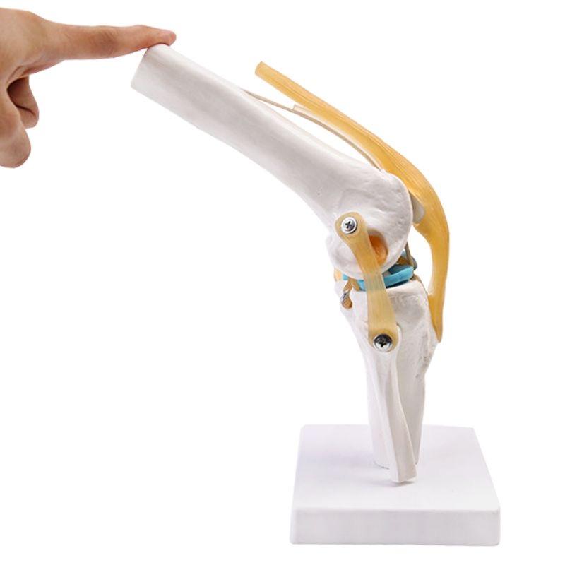 KyrenMed Flexible Human Knee Joint Skeleton Model with Ligament and ...
