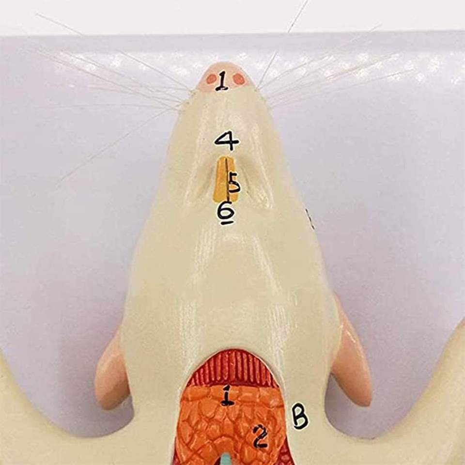 Mouse Anatomical Model - High Quality Educational Tool