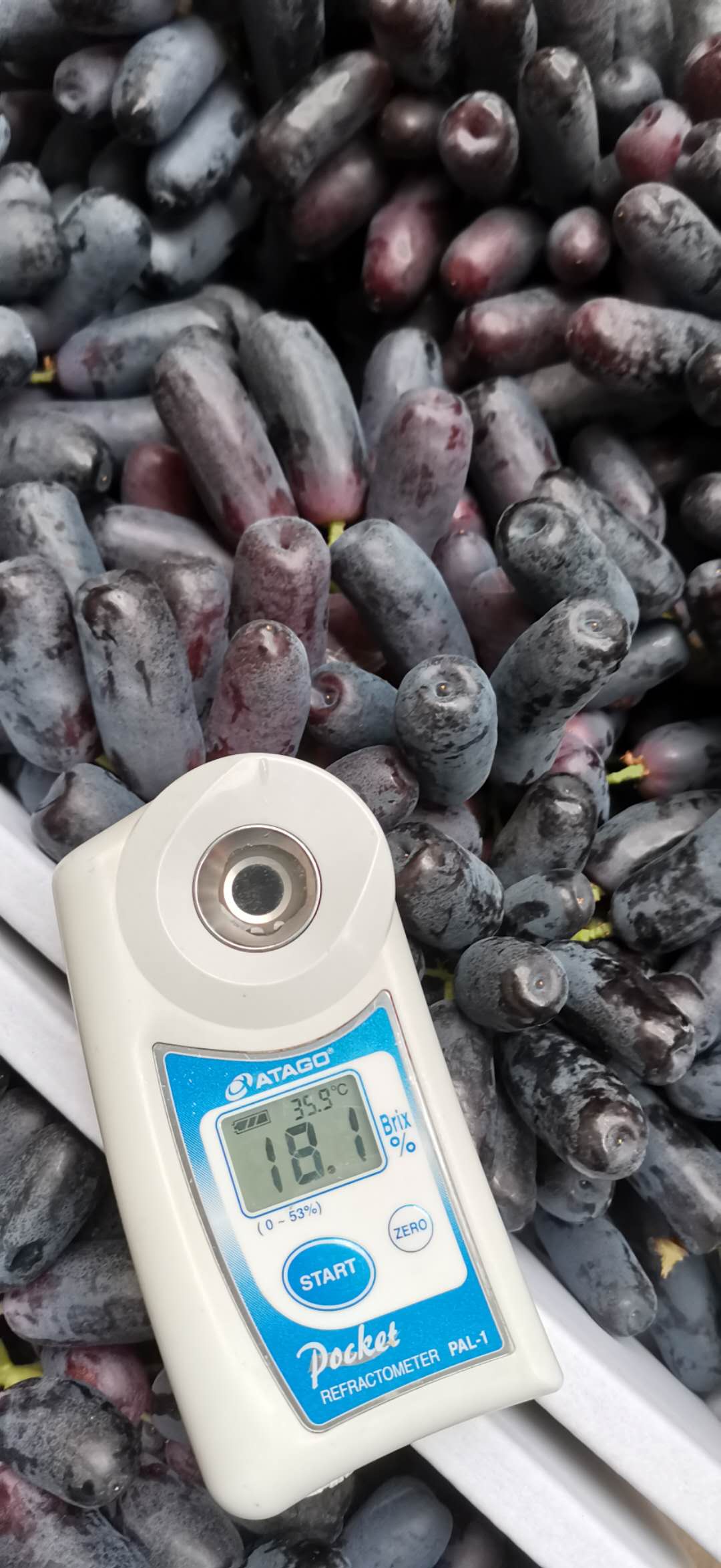 How to Choose Grape Seeds for Planting Tall Vines: Buying Guide