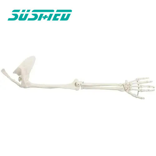 Medical Teaching Human Skeleton Arm Bone Model with Upper Limb Bone ...