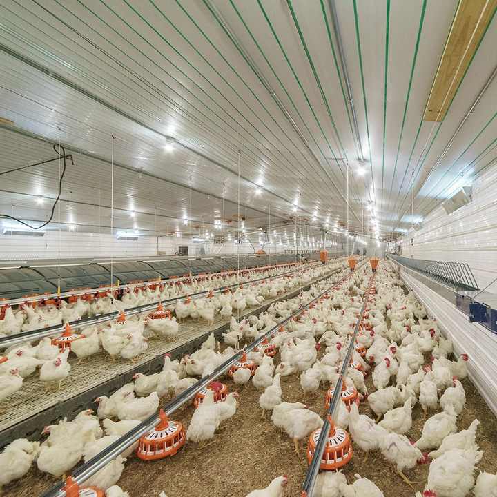 Broiler Automatic Feeding Line - Efficient Poultry Management