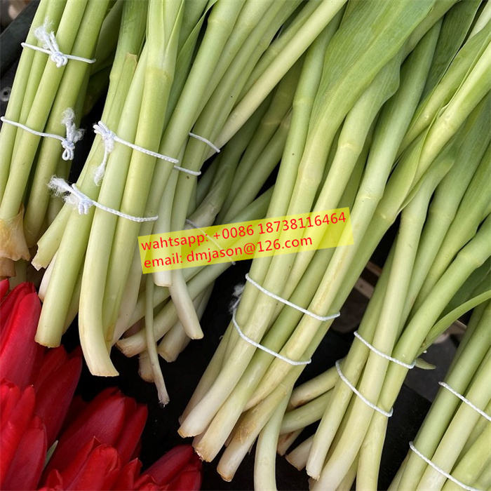 Flower Bundle Tying Machine - Automatic Vegetable Parsley Strapper ...