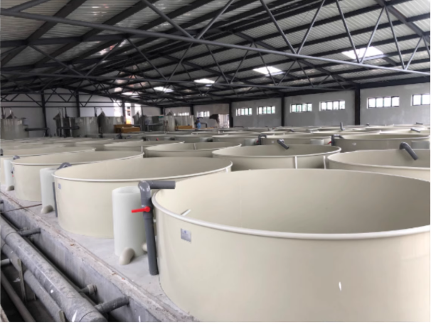 RAS Customized Recirculating Aquaculture System Factory RAS Fish Farm ...