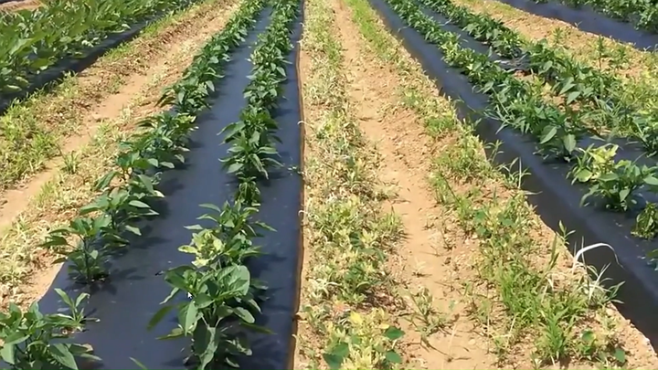 Eco-friendly Mulching Sheet Agriculture Ground Cover Compostable ...